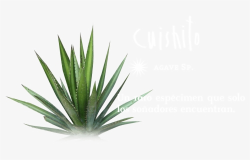 Agave PNG Images, Transparent Agave Image Download - PNGitem