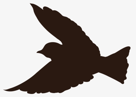 Common Swift Silhouette Photography Bird - Swift Bird Swift Silhouette ...