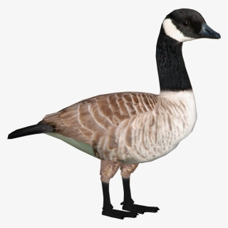 Goose PNG Images, Transparent Goose Image Download - PNGitem