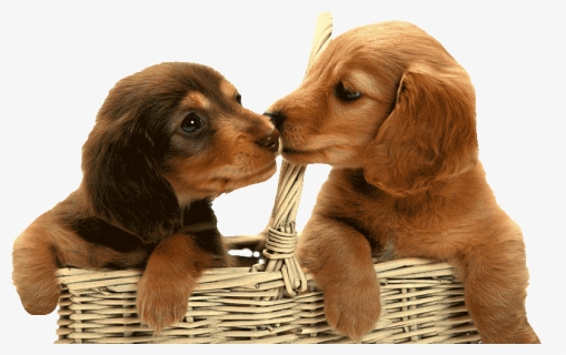 Puppies PNG Images, Transparent Puppies Image Download - PNGitem