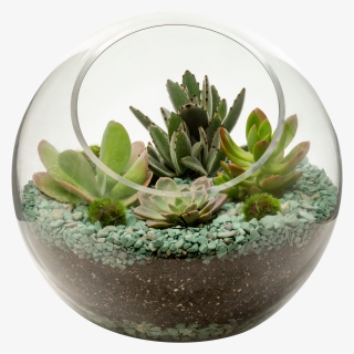 Little Transparent Succulent For Ya Blog - Succulent Png, Png Download ...