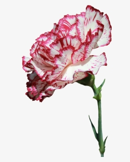 Transparent Background Carnation Png, Png Download , Transparent Png ...