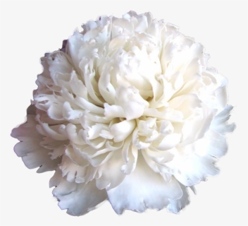 Transparent Background Carnation Png, Png Download , Transparent Png ...