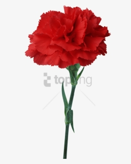 Transparent Background Carnation Png, Png Download , Transparent Png ...