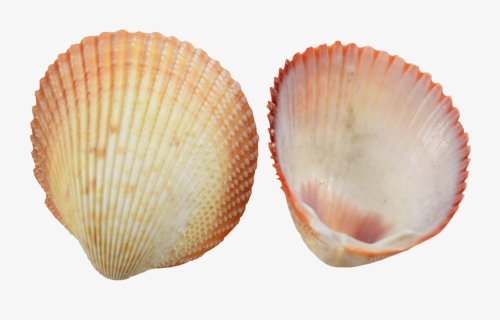 Clam PNG Images, Transparent Clam Image Download - PNGitem