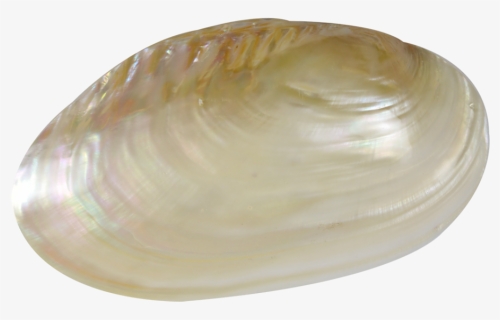 Clam PNG Images, Transparent Clam Image Download - PNGitem