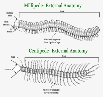Millipede Png, Transparent Png , Transparent Png Image - PNGitem