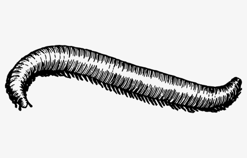 Millipede Png, Transparent Png , Transparent Png Image - PNGitem