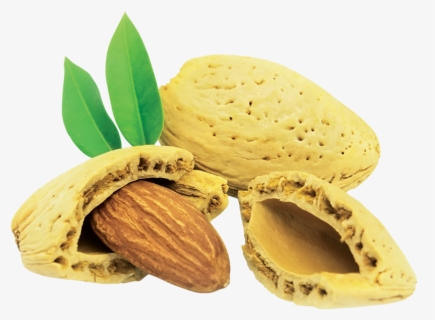 Almond Png - Almond Icon Png, Transparent Png , Transparent Png Image ...