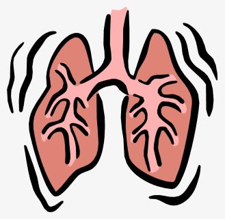 Image - Does Respiratory System Work, HD Png Download , Transparent Png ...