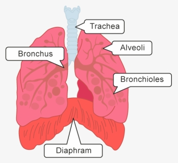 Lung Anatomy Diagram - Lung Anatomy Alveoli, HD Png Download ...