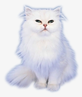 Blob Cat Emoji Discord, HD Png Download , Transparent Png Image - PNGitem