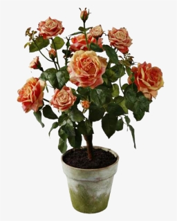 Rose Bush PNG Images, Transparent Rose Bush Image Download - PNGitem