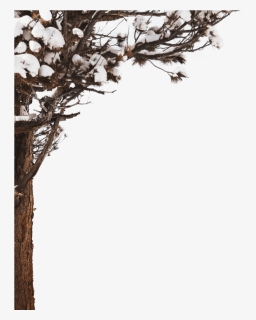 Snow Tree PNG Images, Transparent Snow Tree Image Download - PNGitem