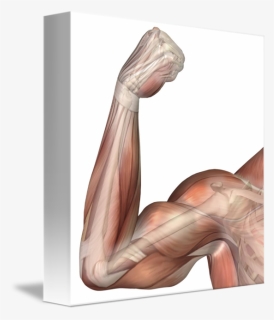 Flexing Muscle Clipart - Muscles Clipart Png, Transparent Png ...