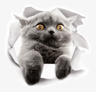 Wall Stickers Cat Png, Transparent Png , Transparent Png Image - PNGitem
