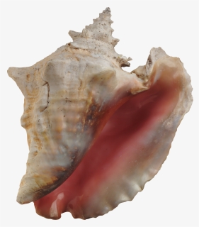 Conch PNG Images, Transparent Conch Image Download , Page 2 - PNGitem
