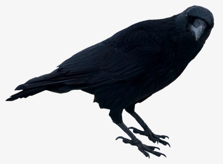 Crows PNG Images, Transparent Crows Image Download - PNGitem