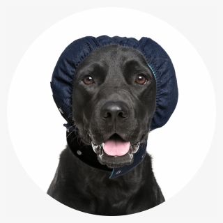 Transparent Black Lab Clipart - Black Dog Png, Png Download ...