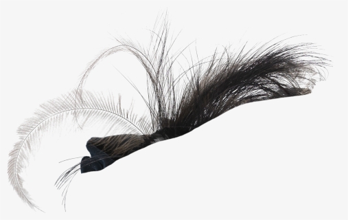 Whiskers PNG Images, Transparent Whiskers Image Download - PNGitem