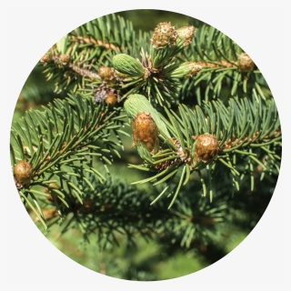 White Tree PNG Images, Transparent White Tree Image Download - PNGitem