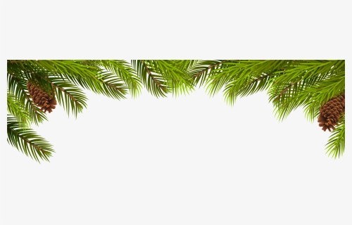 Pine Leaves PNG Images, Transparent Pine Leaves Image Download - PNGitem