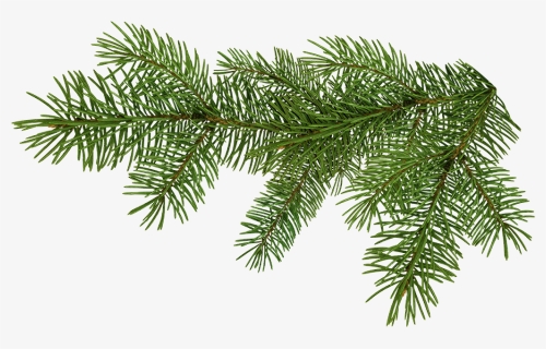 Tree Branches Transparent Background, HD Png Download , Transparent Png ...