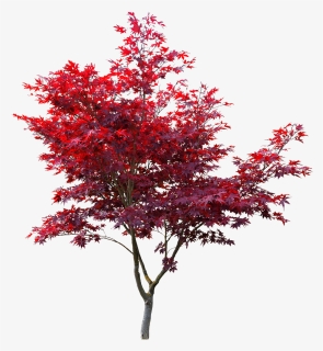 Maple Tree PNG Images, Transparent Maple Tree Image Download - PNGitem