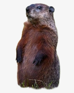 Groundhog PNG Images, Transparent Groundhog Image Download - PNGitem