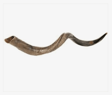 Shofar Blowing Png Transparent Image - Kotel Shofar, Png Download ...