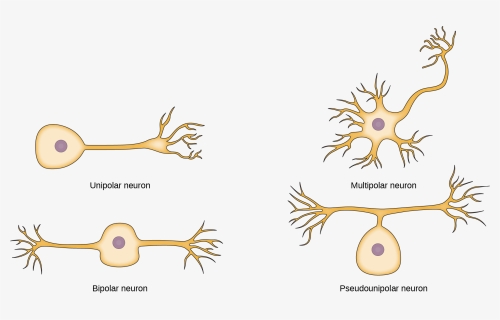 Cute Neuron , Png Download - Cute Neuron, Transparent Png , Transparent ...