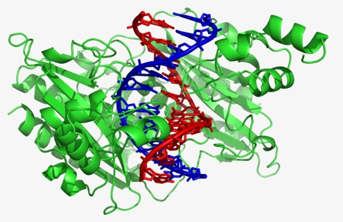 Restriction Enzymes Molecular Scissors, HD Png Download , Transparent ...