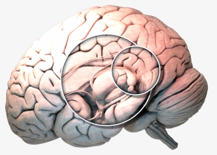Brain (as Food), HD Png Download , Transparent Png Image - PNGitem