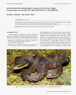 Transparent Snake - Python Snake Png, Png Download , Transparent Png ...