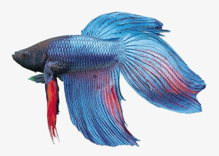 Transparent Beta Fish Png - Betta Fish Transparent Background, Png ...