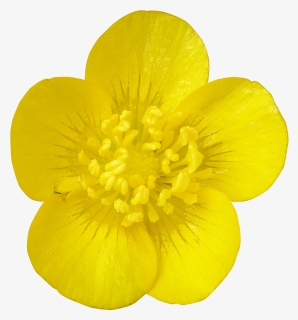 #flowers #yellow #overlay #buttercups #lawn #wildflowers - Buttercup ...