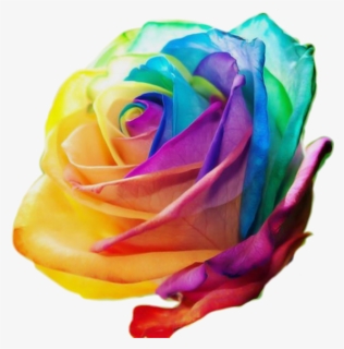 Rainbow Rose Png, Transparent Png , Transparent Png Image - PNGitem