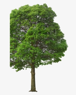 Transparent Breathe Png - Live Oak Tree Silhouette, Png Download ...