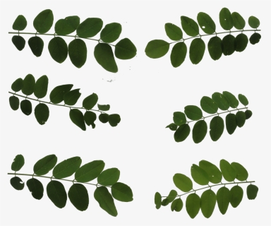 Transparent Leaf Texture Png - Birch Tree Leaf Texture, Png Download ...