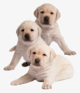 Black Labrador Puppy - Transparent Black Labrador Png, Png Download ...