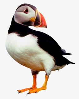 Puffin Png Photos - Atlantic Puffin, Transparent Png , Transparent Png ...