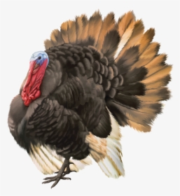 Dindon Png, Transparent Png , Transparent Png Image - PNGitem