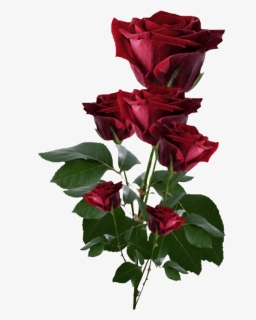 Red Rose PNG Images, Transparent Red Rose Image Download , Page 2 - PNGitem