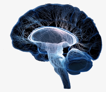 Ansiedad Cerebro , Png Download - Limbic System, Transparent Png ...