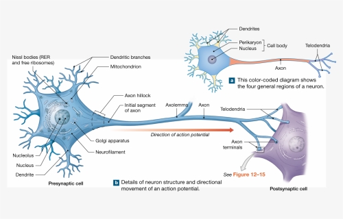 Cute Neuron , Png Download - Cute Neuron, Transparent Png , Transparent ...