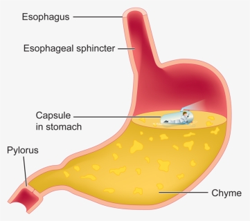 Intestine PNG Images, Transparent Intestine Image Download - PNGitem
