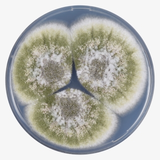 Circle,organism,pollen - Spore Clipart, HD Png Download , Transparent ...
