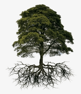 Lower Tree Trunk And Roots - Tree Roots Png, Transparent Png ...