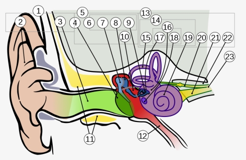 Anatomy Of The Human Ear Blank - Ear Anatomy, HD Png Download ...