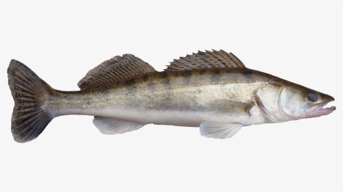 Pike PNG Images, Transparent Pike Image Download - PNGitem